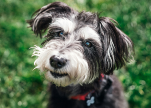 Pet Health Plan | Tameside Vets